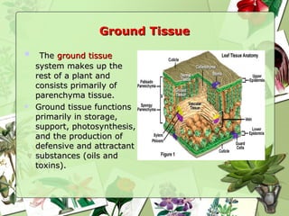 Plant tissues and organs | PPT