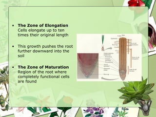 Plant tissues and organs | PPT
