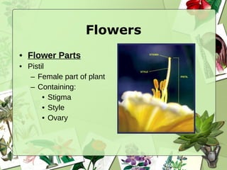 Plant tissues and organs | PPT