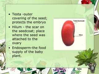 Plant tissues and organs | PPT