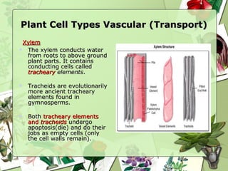 Plant tissues and organs | PPT