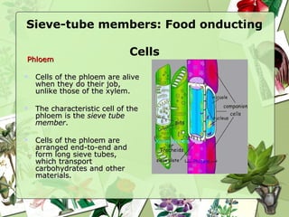 Plant tissues and organs | PPT