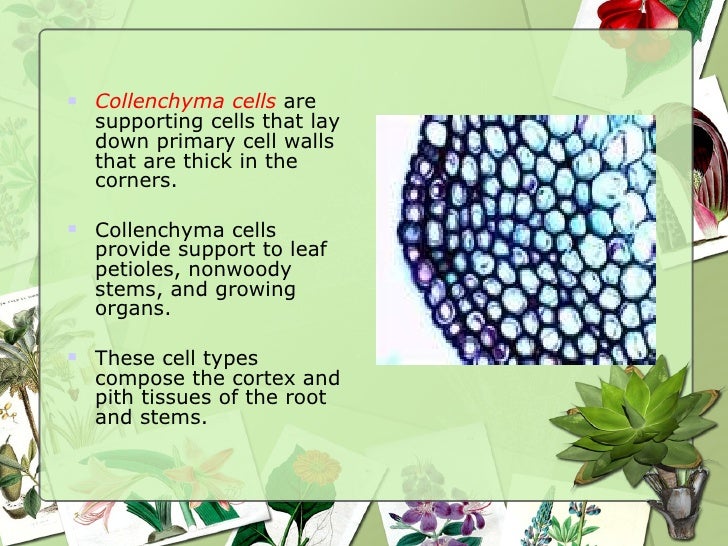 Functions Of Collenchyma Cells In Plants Easybiologyclass