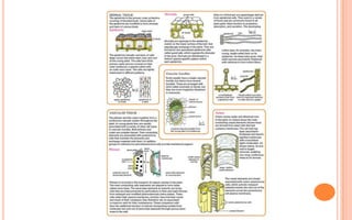 STPM Form 6 Biology Plant Tissues and Organs | PPTX