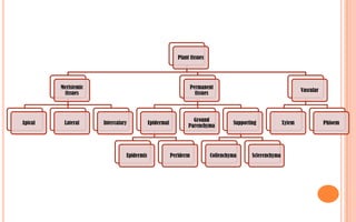 STPM Form 6 Biology Plant Tissues and Organs | PPTX