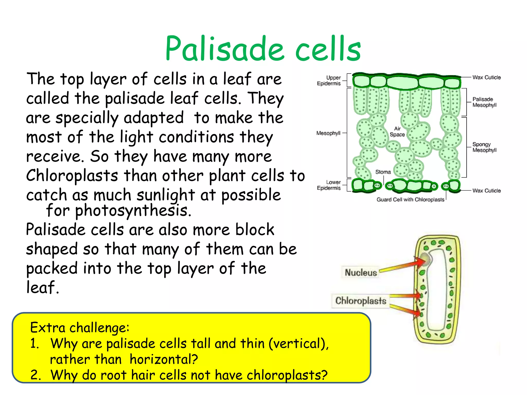 Plant Tissues and Organs.ppt | Gardening | Home & Garden