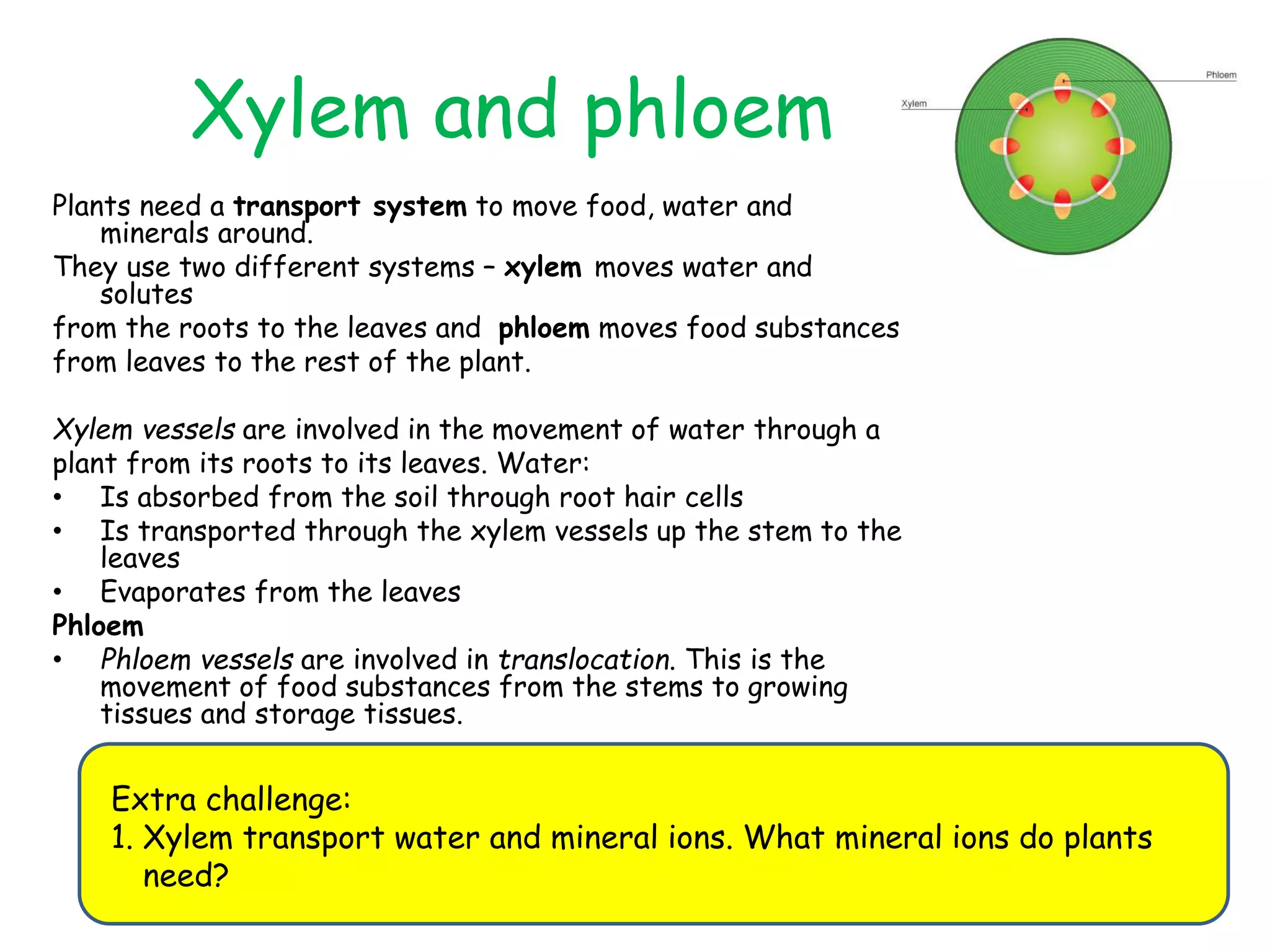 Plant Tissues and Organs.ppt | Gardening | Home & Garden