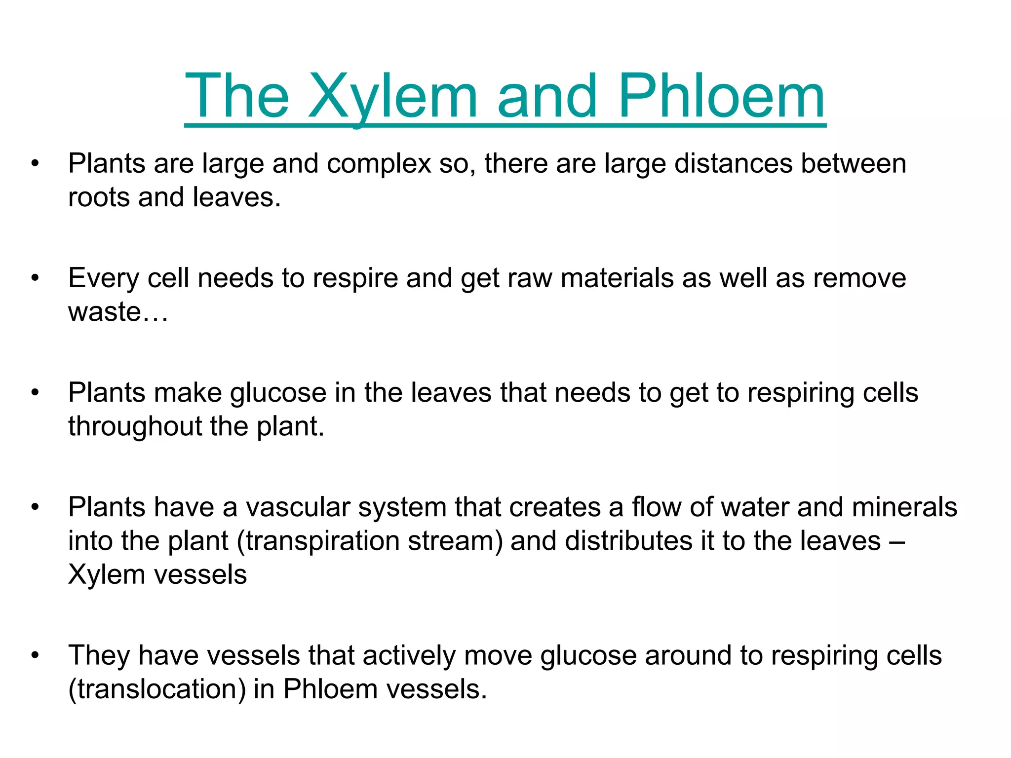 Plant Tissues and Organs.ppt | Gardening | Home & Garden