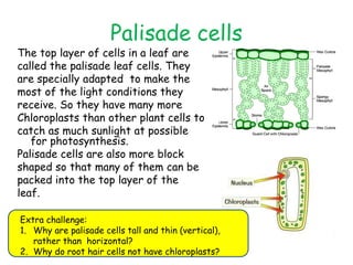 Plant Tissues and Organs.ppt