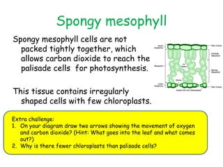 Plant Tissues and Organs.ppt | Gardening | Home & Garden