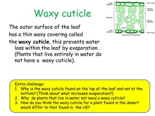 Plant Tissues and Organs.ppt | Gardening | Home & Garden
