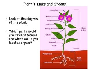 Plant Tissues and Organs.ppt