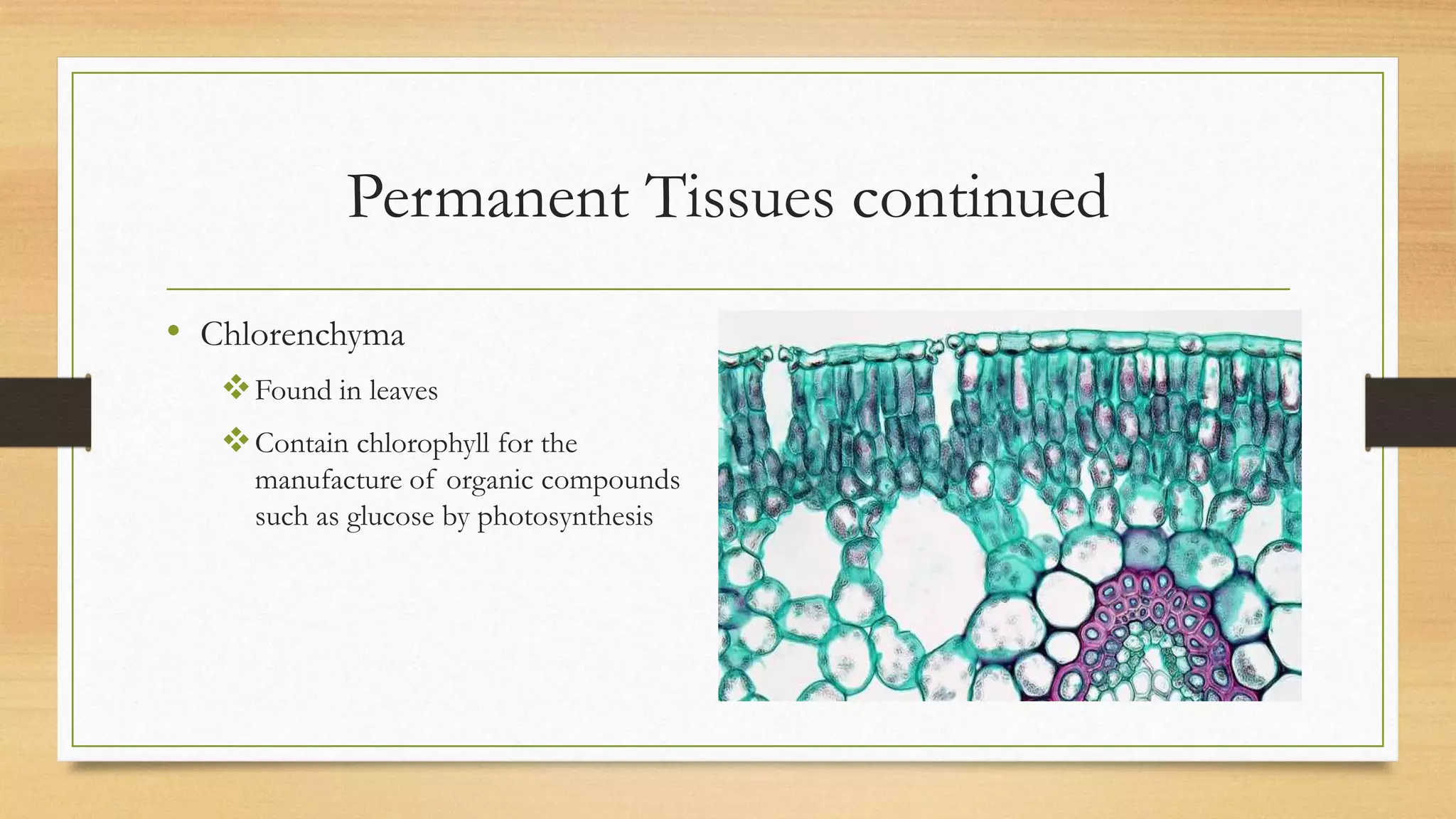 PLANT TISSUES grd10E.pptx