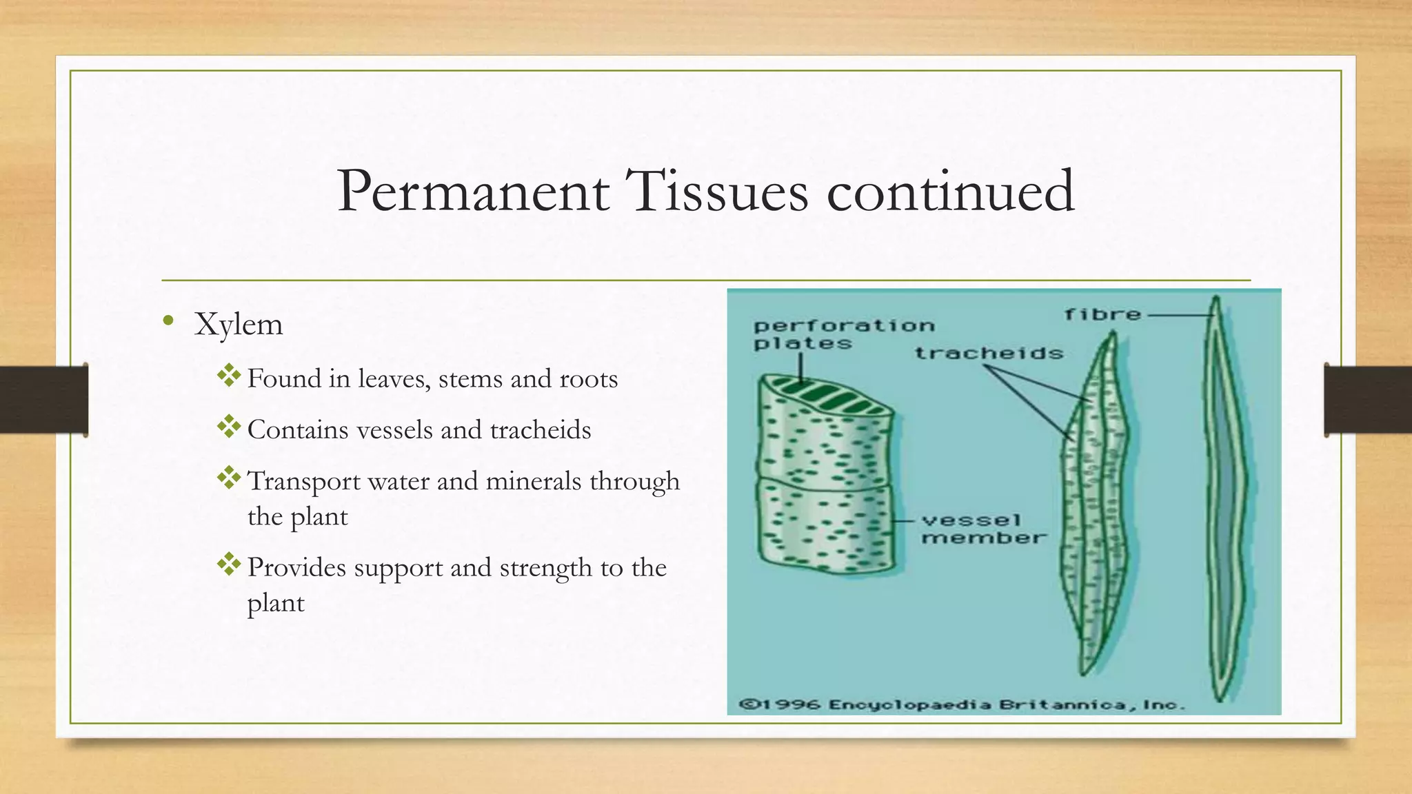 PLANT TISSUES grd10E.pptx