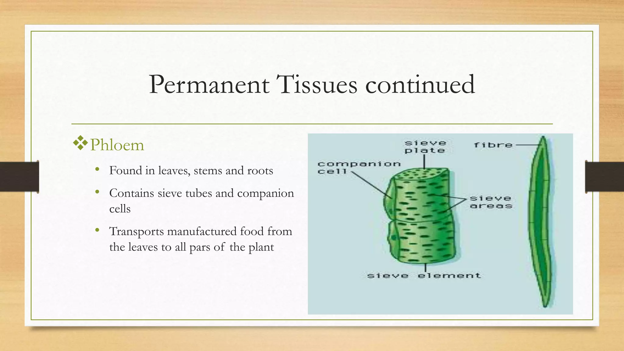 PLANT TISSUES grd10E.pptx