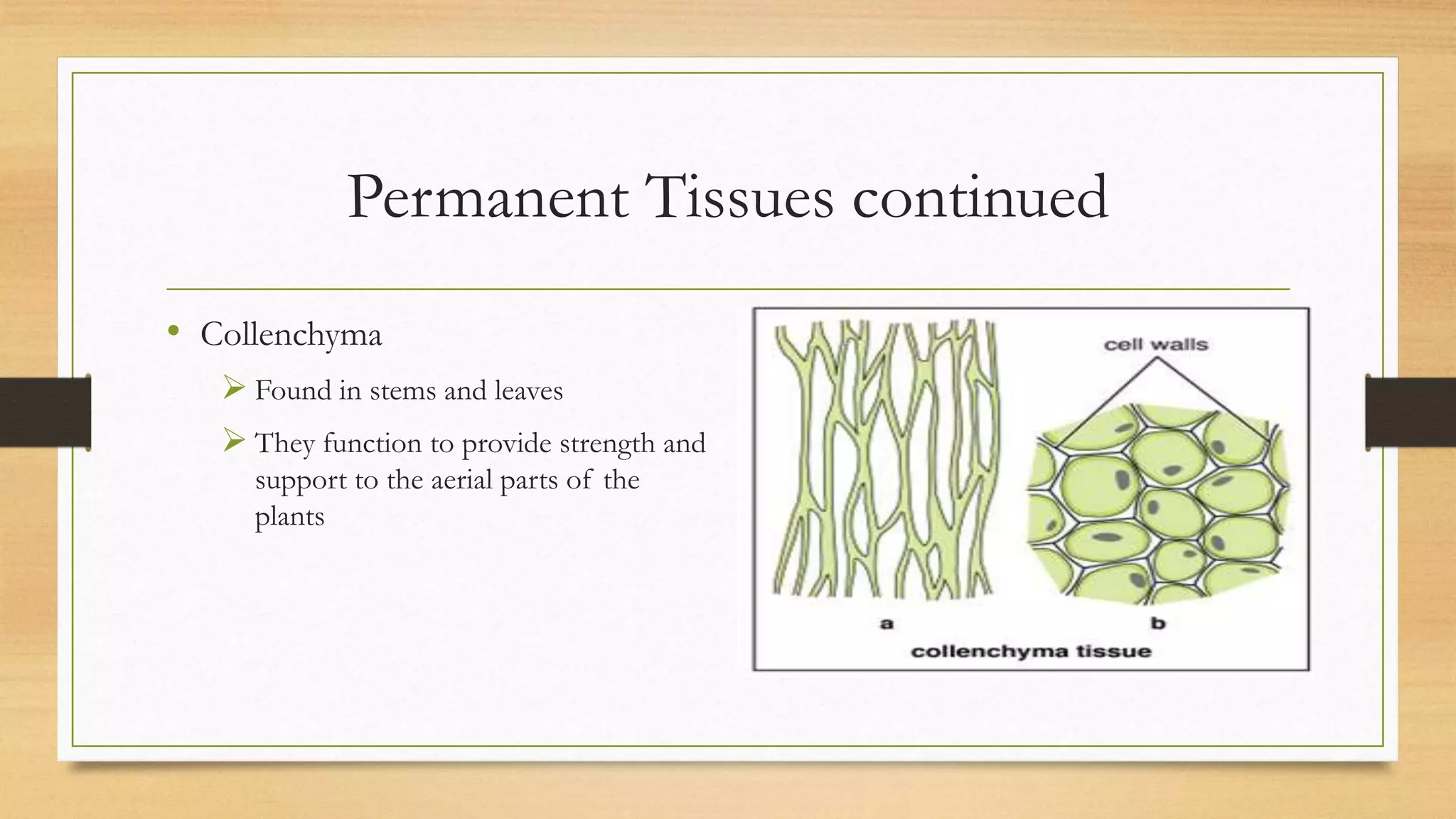 PLANT TISSUES grd10E.pptx
