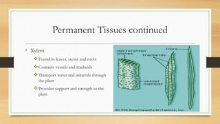 PLANT TISSUES grd10E.pptx