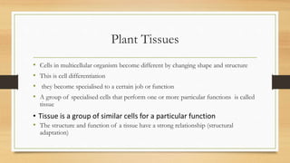 PLANT TISSUES grd10E.pptx