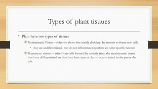 PLANT TISSUES grd10E.pptx
