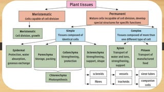 PLANT TISSUES grd10E.pptx