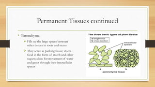 PLANT TISSUES grd10E.pptx