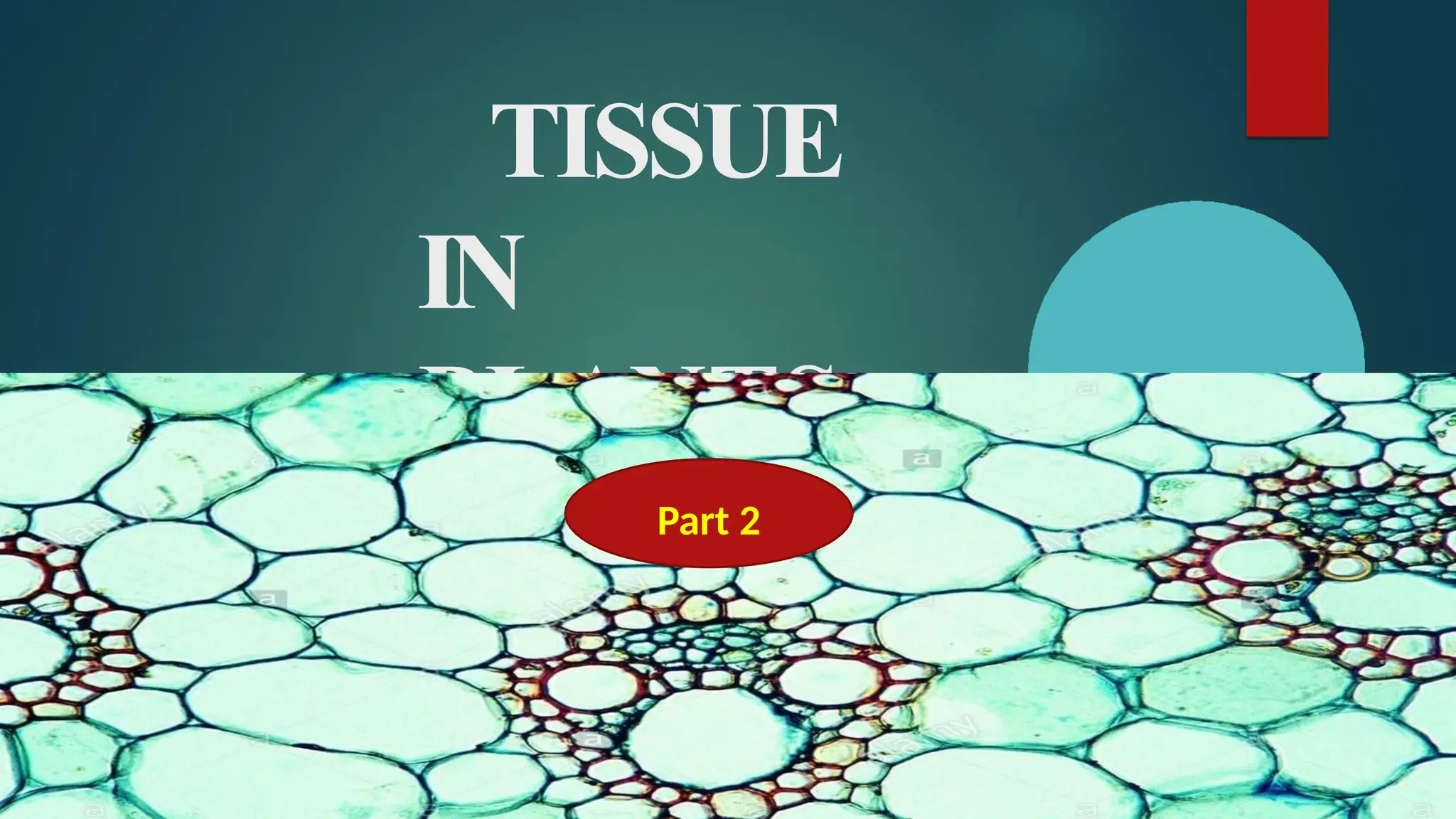 Plant tissues including meristematic tissue and permanent tissue | PPTX