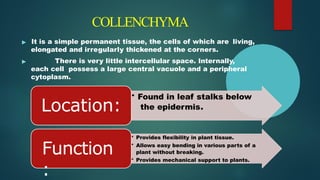 Plant tissues including meristematic tissue and permanent tissue | PPTX