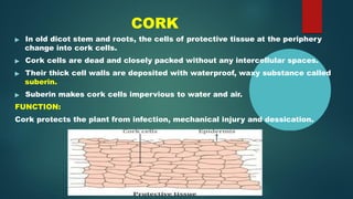 Plant tissues including meristematic tissue and permanent tissue | PPTX