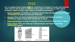 Plant tissues including meristematic tissue and permanent tissue | PPTX