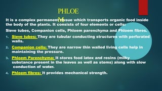 Plant tissues including meristematic tissue and permanent tissue | PPTX