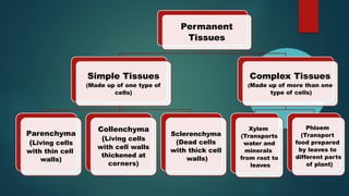 Plant tissues including meristematic tissue and permanent tissue | PPTX