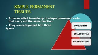 Plant tissues including meristematic tissue and permanent tissue | PPTX