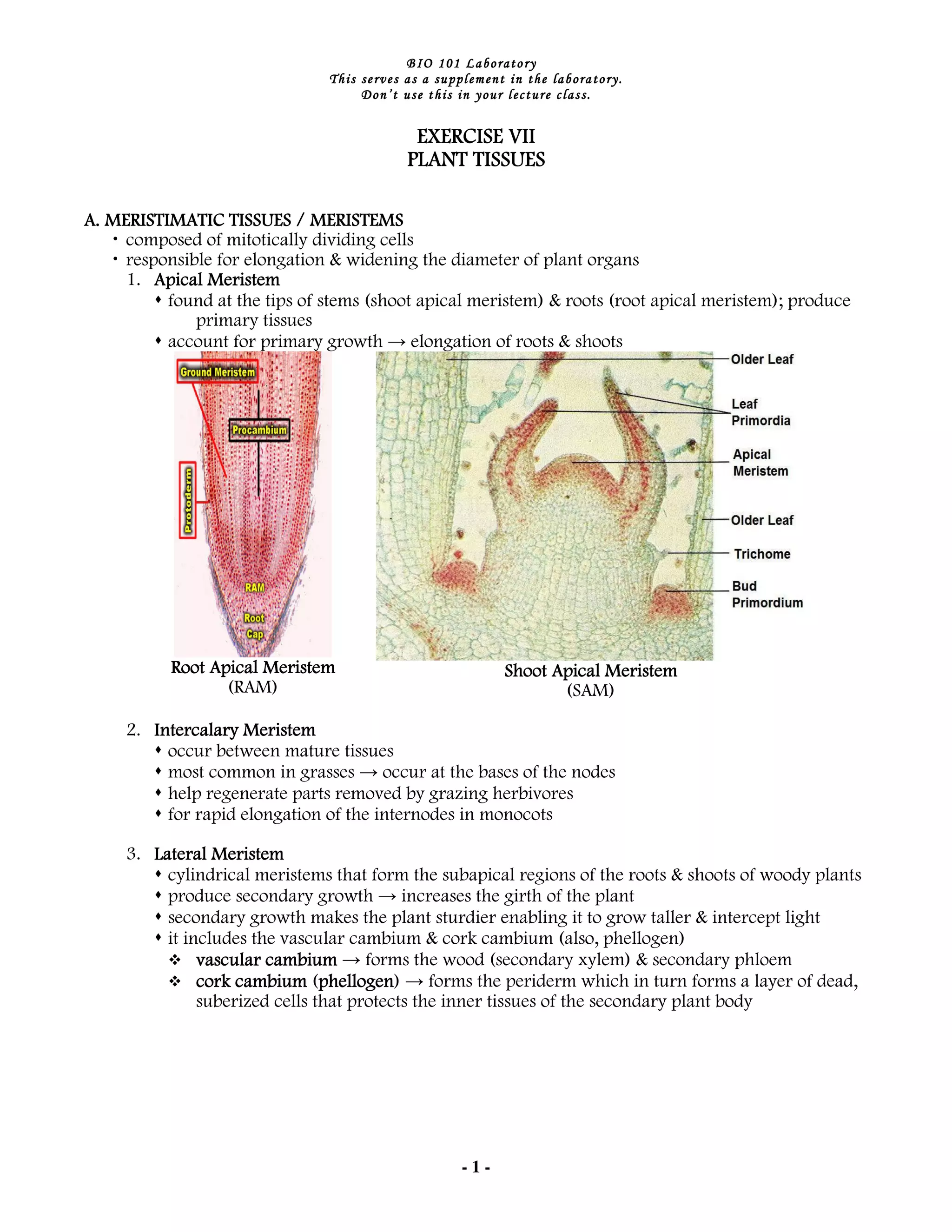 Plant tissues & organs | PDF