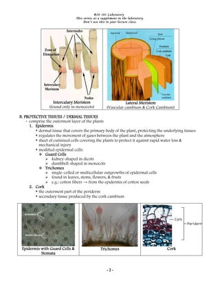 Plant tissues & organs | PDF