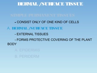PLANT TISSUES PRESENTATION | PPT