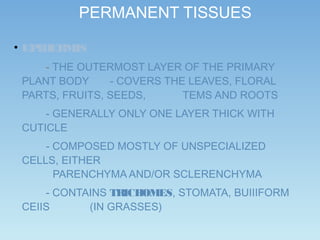 PLANT TISSUES PRESENTATION | PPT