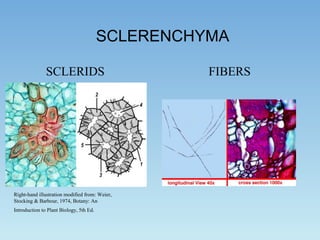 PLANT TISSUES PRESENTATION | PPT