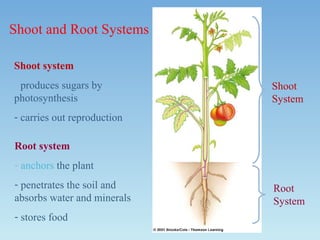 PLANT TISSUES PRESENTATION | PPT