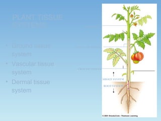 PLANT TISSUES PRESENTATION | PPT