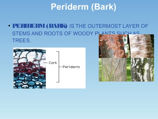 Plant Periderm