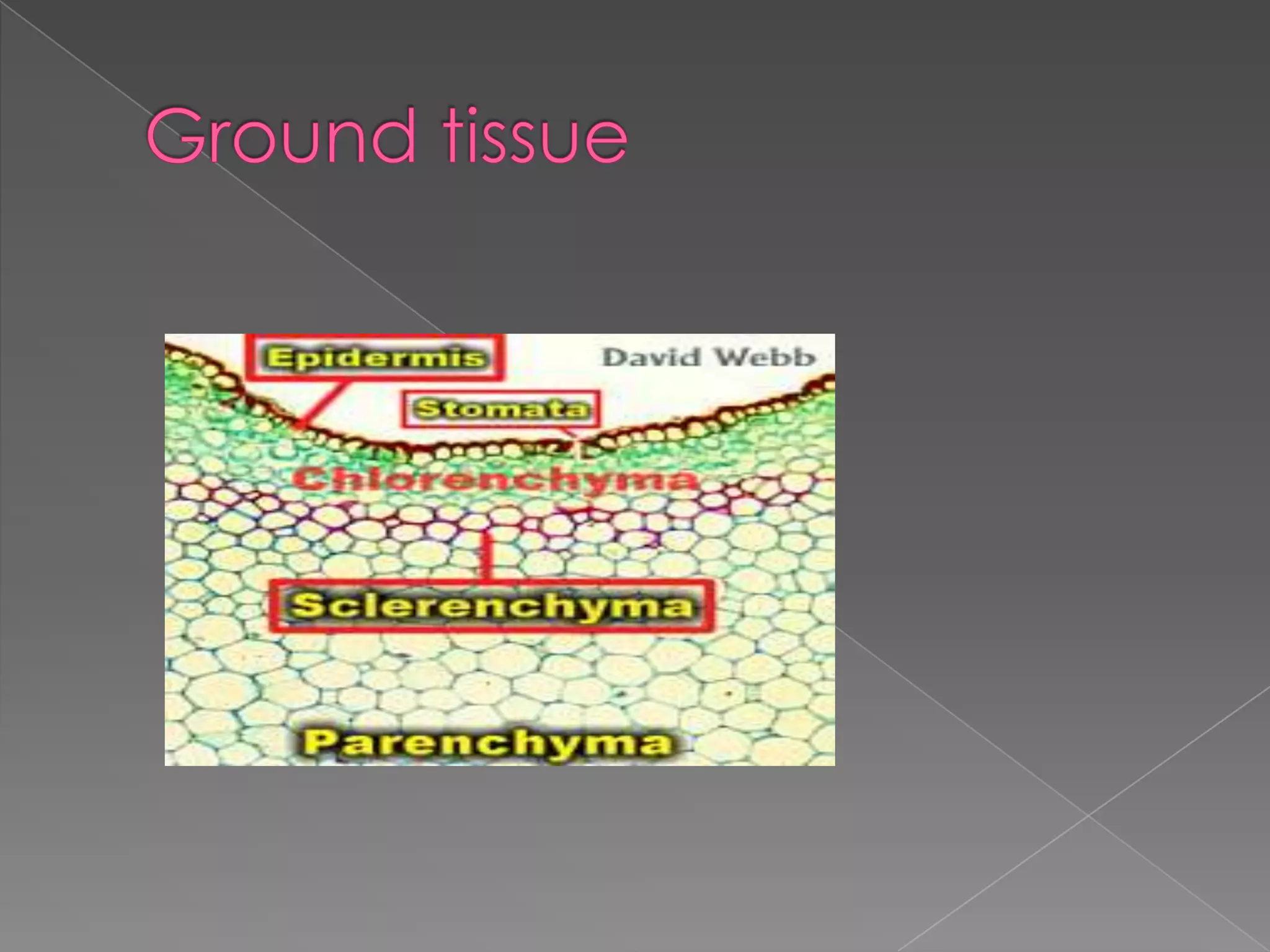Plant tissues slides | PPTX