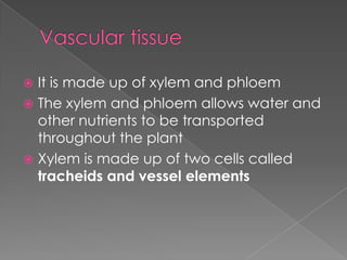 Plant tissues slides | PPTX