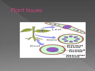 Plant tissues slides | PPTX