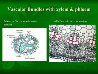 Plant tissues (tbp) | PPT