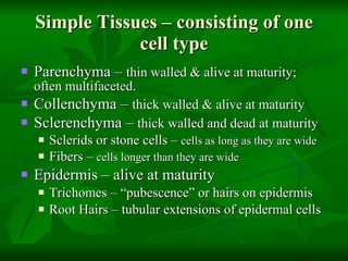Plant tissues (tbp) | PPT