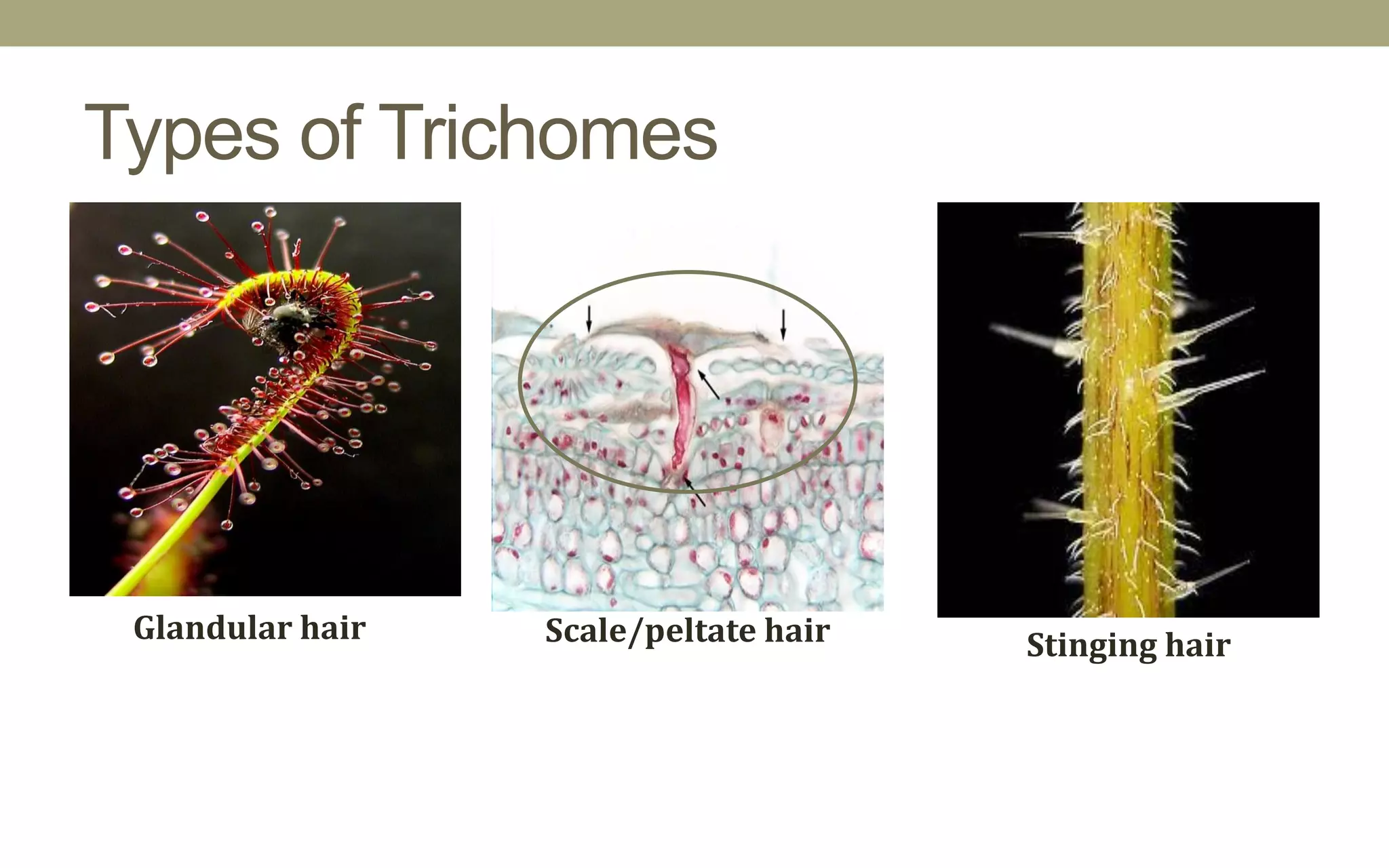Plant tissue system -Basis for plant anatomy | PDF