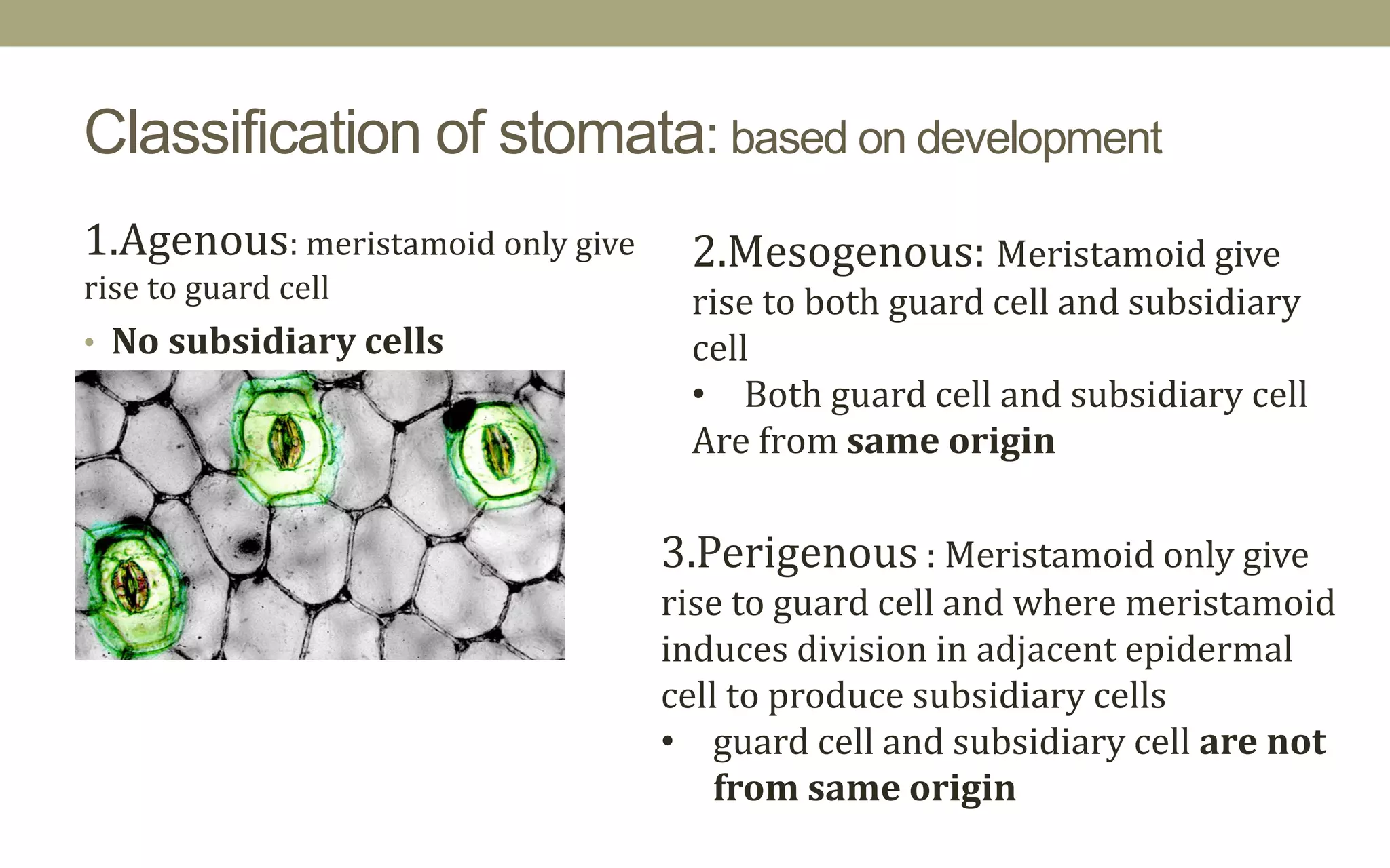 Plant tissue system -Basis for plant anatomy | PDF