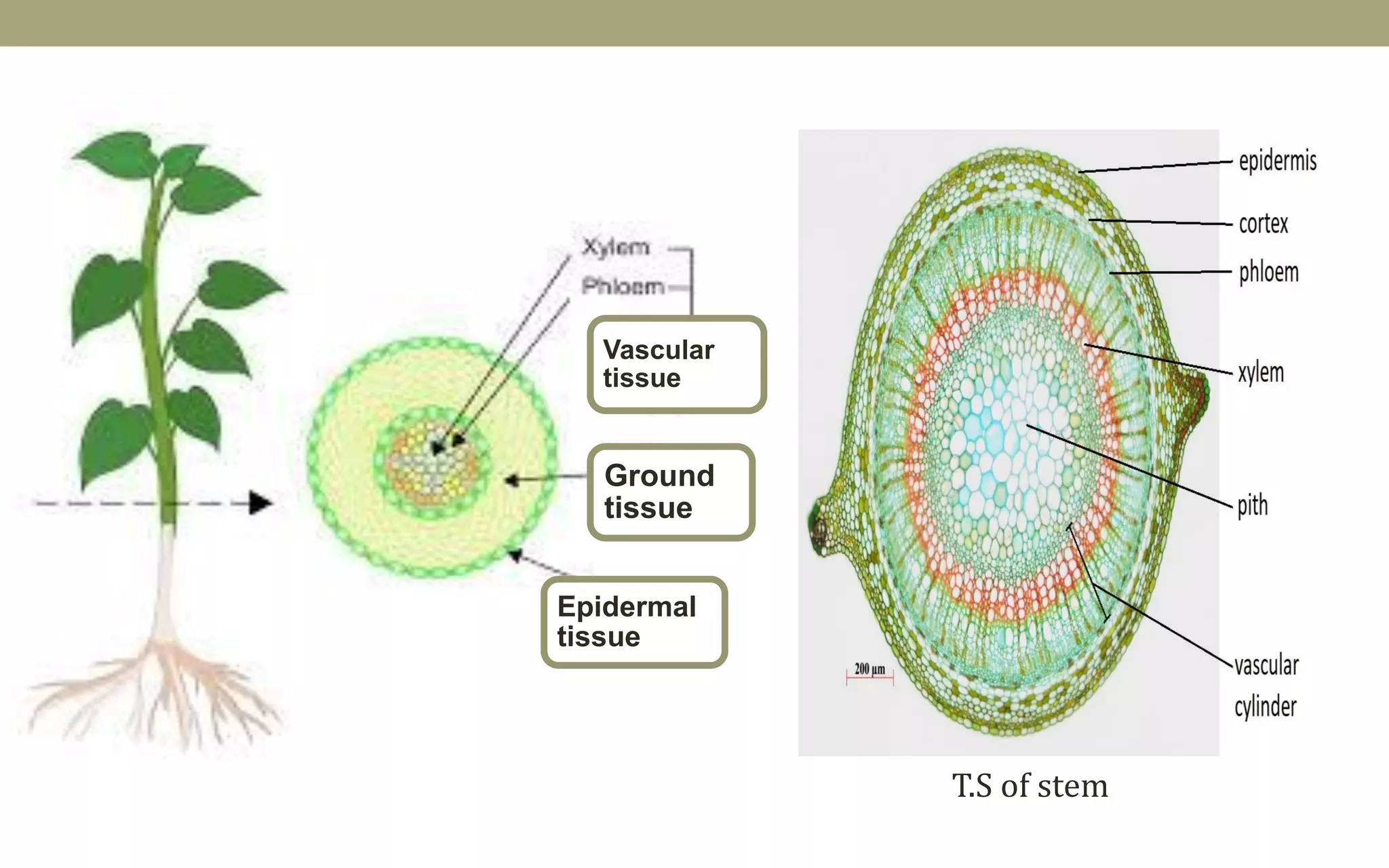 Plant tissue system -Basis for plant anatomy | PDF | Skin and ...