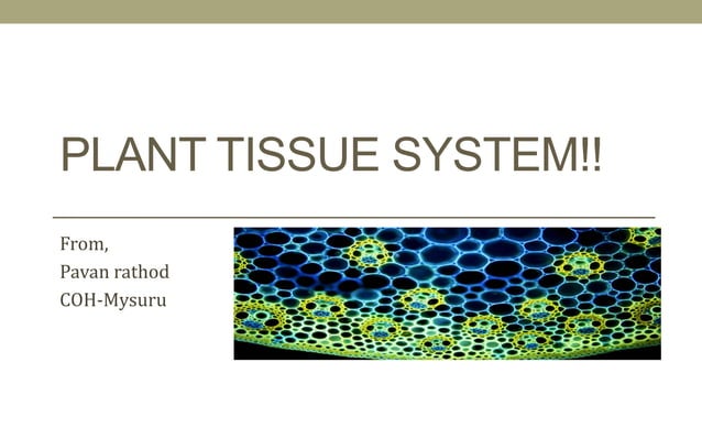 Plant tissue system -Basis for plant anatomy | PPT
