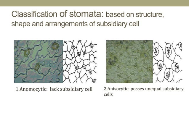 Plant tissue system -Basis for plant anatomy | PPT